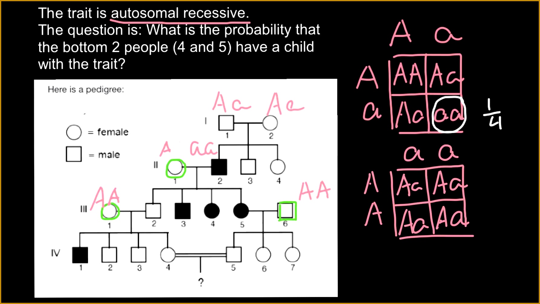 5 Human Pedigrees Worksheet Answers FabTemplatez