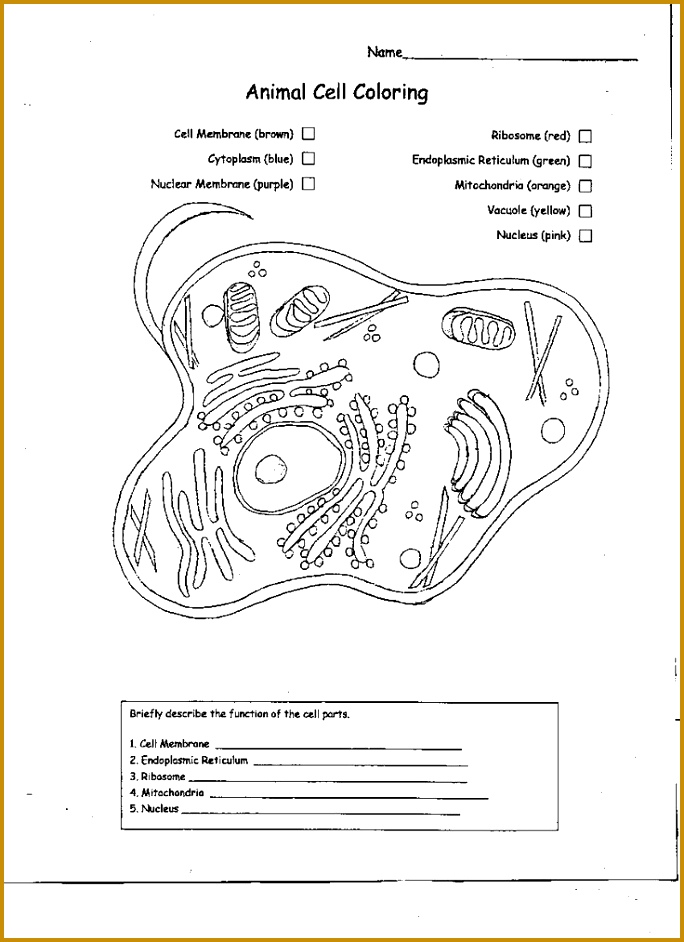 7 Cell Membrane Coloring Worksheet Answers FabTemplatez