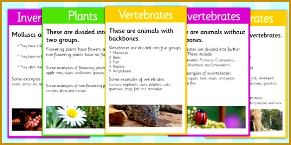 7 Classification Of organisms Worksheet | FabTemplatez