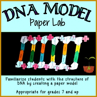 3 Dna the Double Helix Worksheet Answers | FabTemplatez