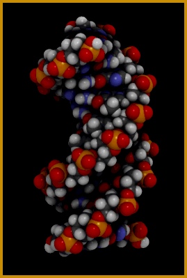 3 Dna the Double Helix Worksheet Answers | FabTemplatez