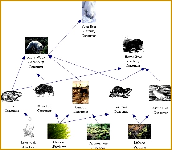 3 Food Web Worksheet | FabTemplatez