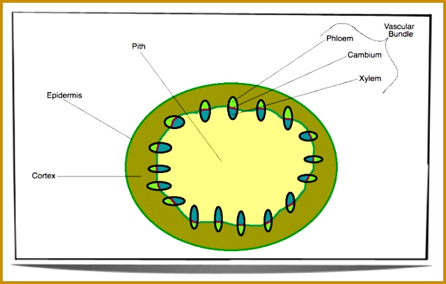 3 Plant Structure and Function Worksheet | FabTemplatez